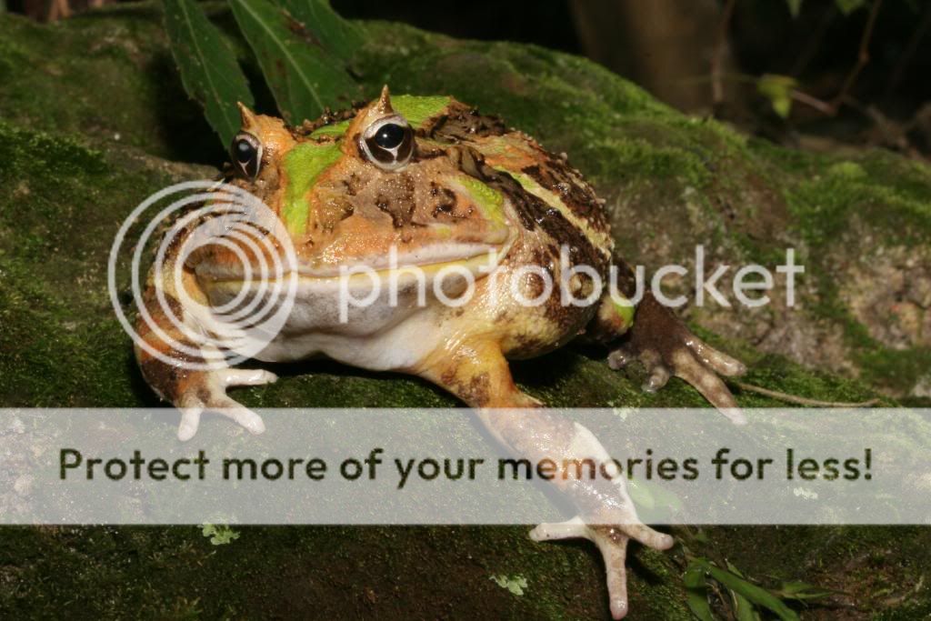 Brazilian horned frog - Alchetron, The Free Social Encyclopedia