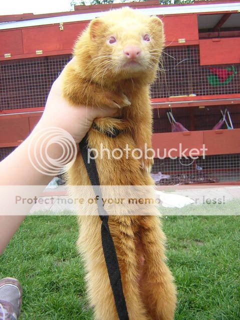 Rare ferrets and studs available | Reptile Forums