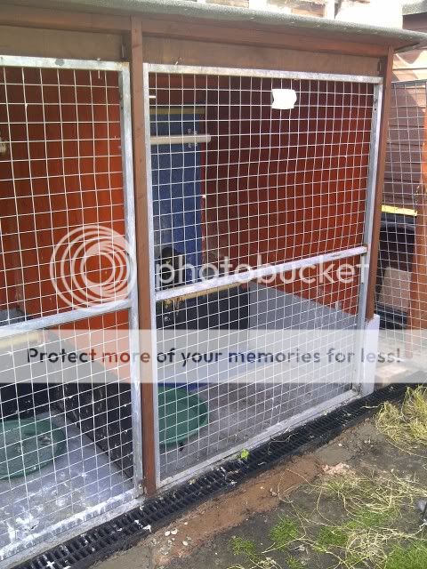 Harris Hawk Advice | Reptile Forums