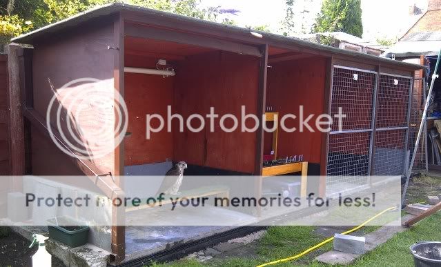 Harris Hawk Advice | Reptile Forums