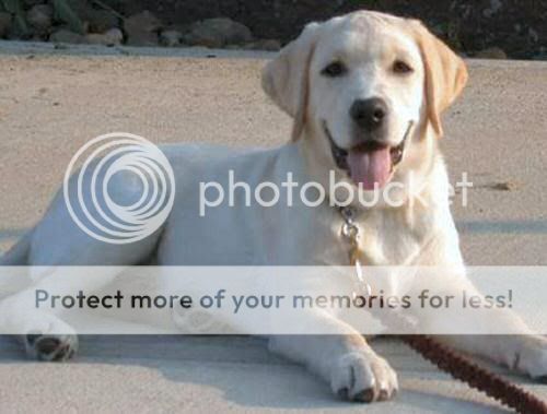 View topic - Ƭнɛ Ƨтяαʏƨ σғ ˩ɛтɛʏʏα || Stray Dog RP || Accepting ...