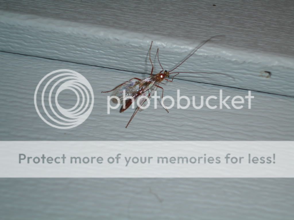 Male Stump Stabbers? - BugGuide.Net