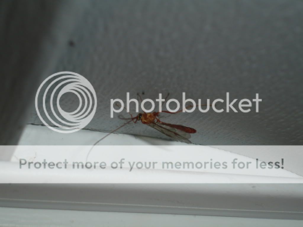 Male Stump Stabbers? - BugGuide.Net