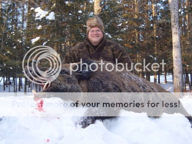 Boar Hunting? | Michigan Sportsman Forum