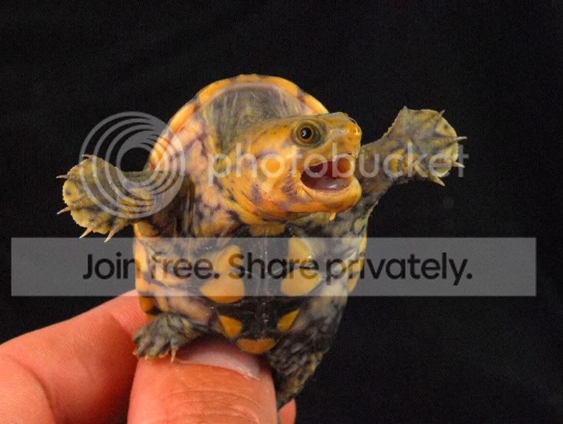 CLAUDIUS ANGUSTATUS | MonsterFishKeepers.com