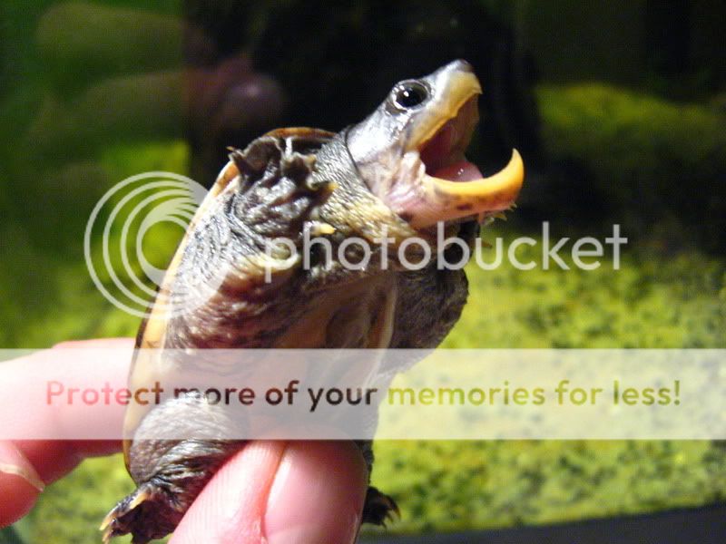 Narrow Bridged Musk Turtle (Claudius angustatus) - San Diego, CA ...