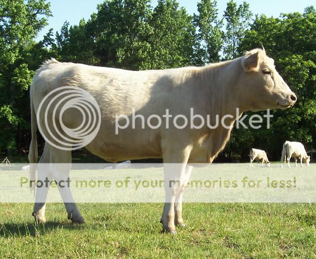 Angus x Char. pics | CattleToday.com - Cattle, Cow & Ranching Community